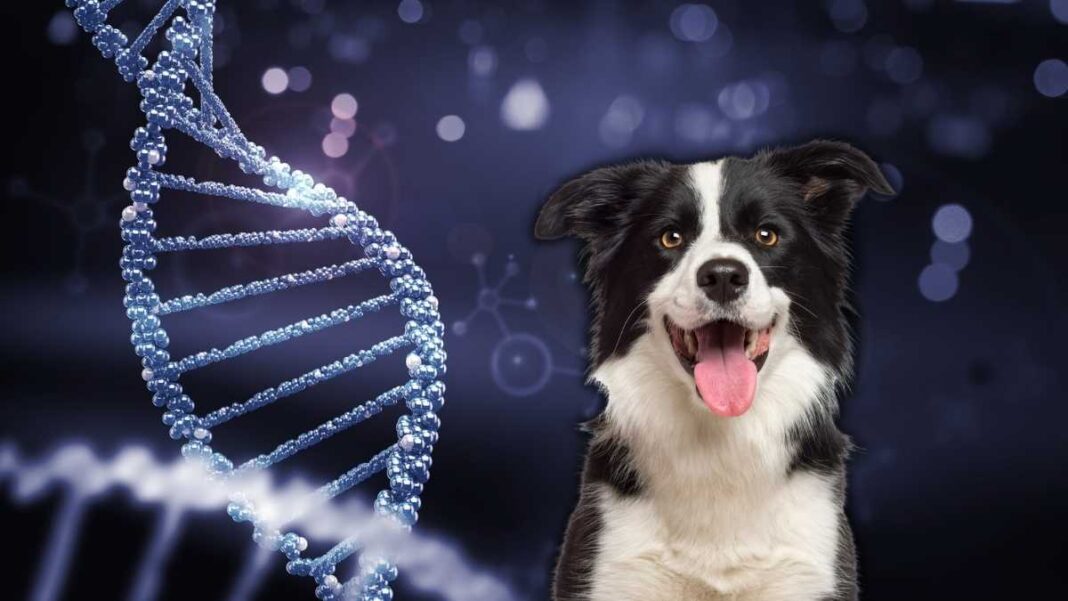 What Can A Genetic Test Tell About Your Dog Genetic Age? - Digital ...